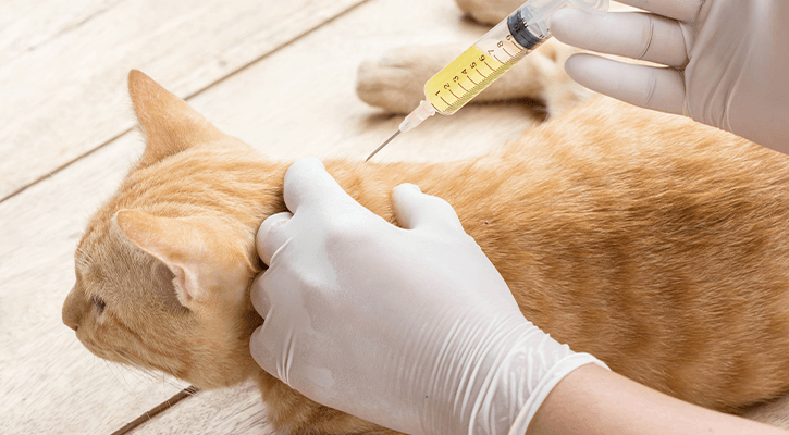 Pet Vaccinations Near Me 98908 - Yakima Valley Veterinary Clinic